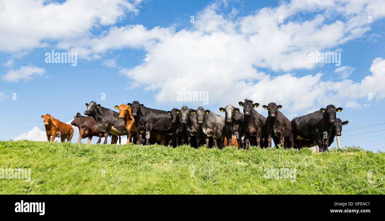 Dexters Rinder Stockfotos und -bilder Kaufen - Alamy