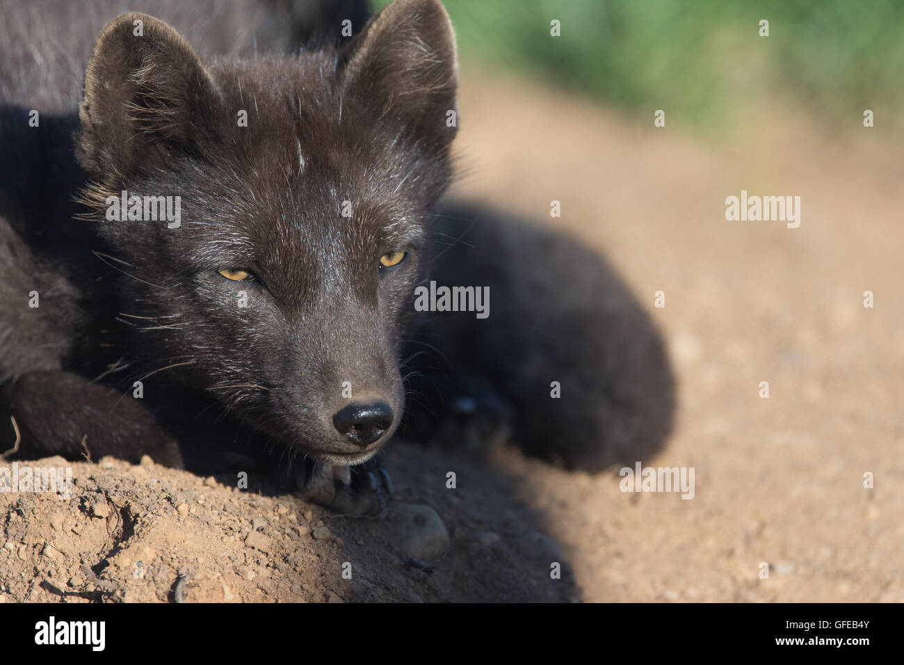Polarfuchs, Westfjorde, Island Stockfotografie - Alamy