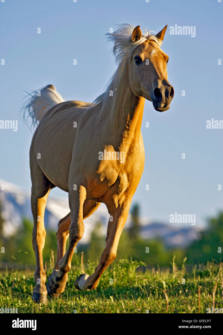 Tier galopp galoppieren -Fotos und -Bildmaterial in hoher Auflösung – Alamy