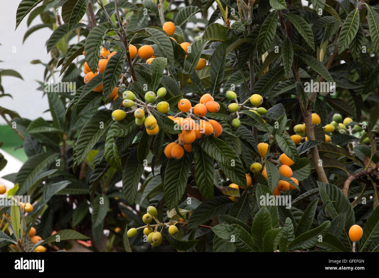 Mispel Baum Stockfotos und -bilder Kaufen - Alamy