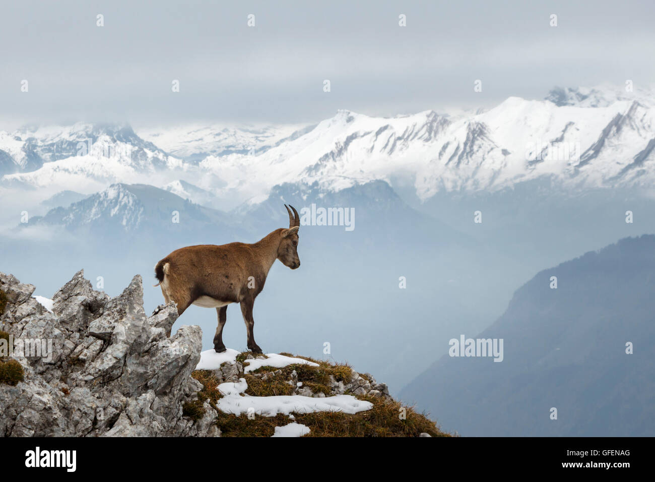 Eine wilde Bergziege stehen am Rand einer Klippe, mit schneebedeckten ...