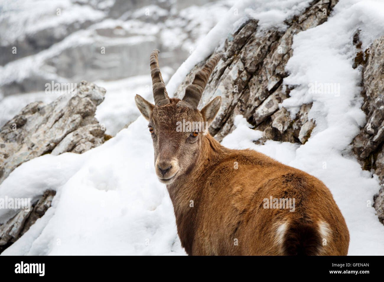 Eine wilde bergziege -Fotos und -Bildmaterial in hoher Auflösung – Alamy
