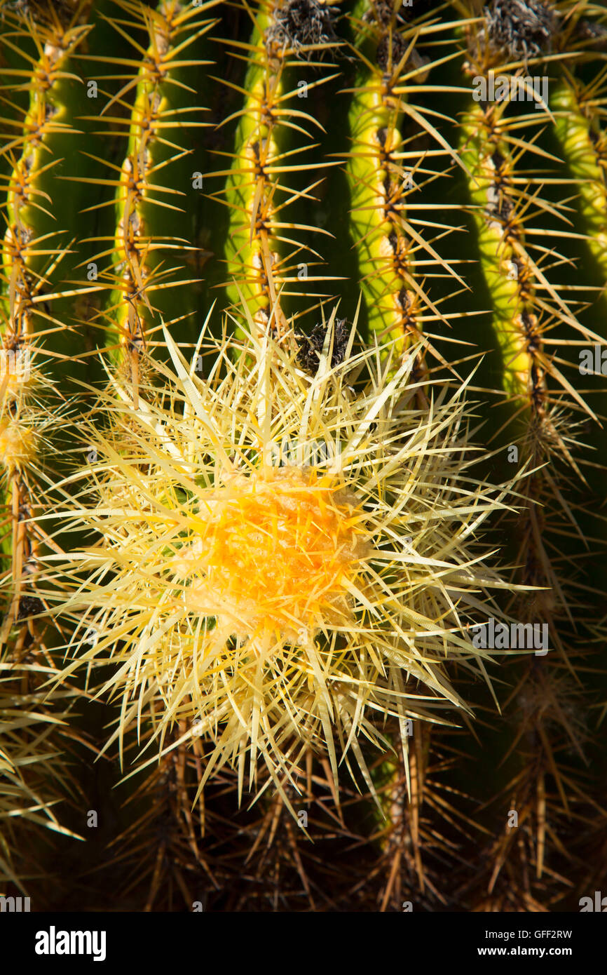 Goldener kaktus -Fotos und -Bildmaterial in hoher Auflösung – Alamy