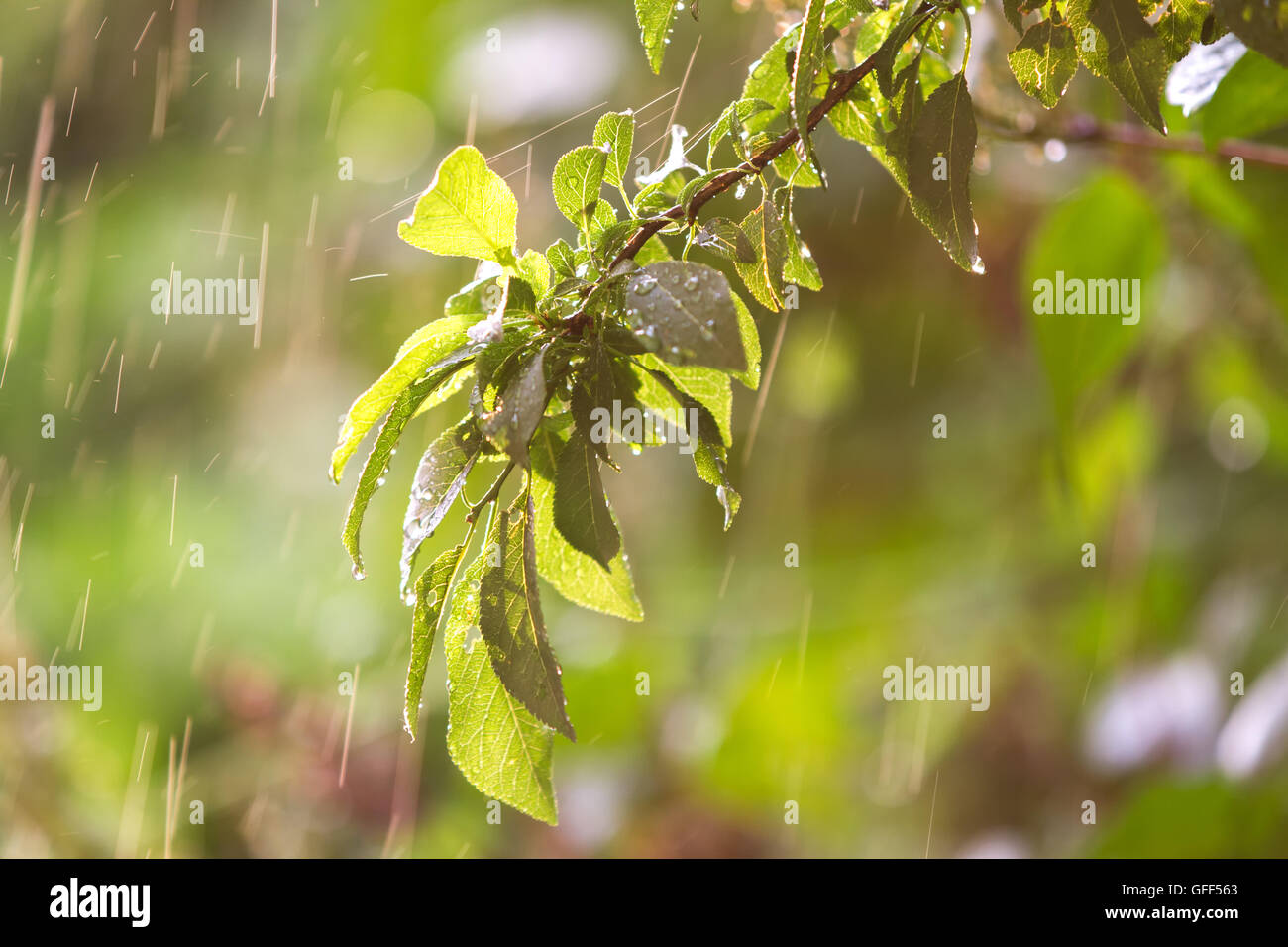 Regen im garten -Fotos und -Bildmaterial in hoher Auflösung – Alamy