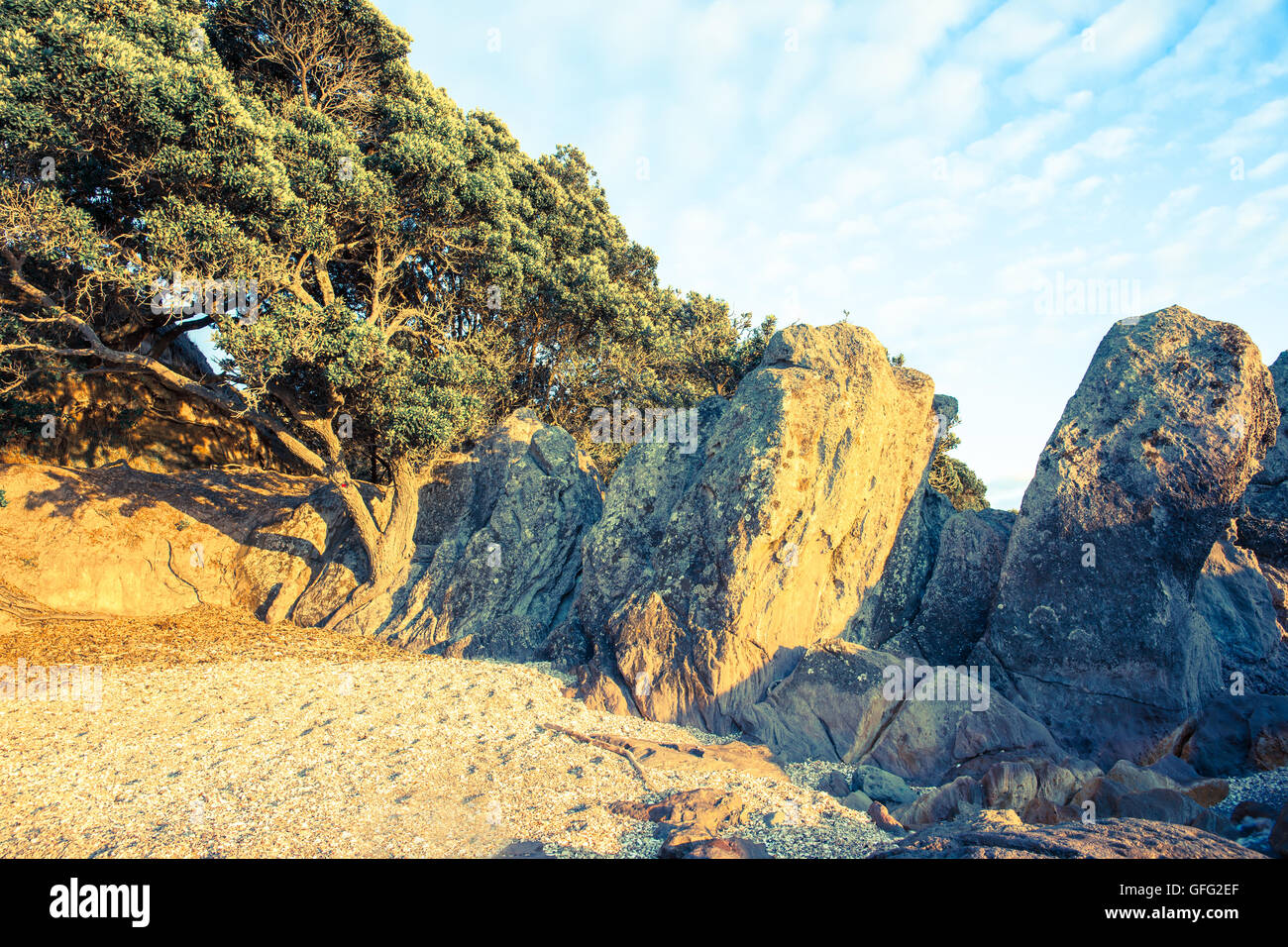 Retro-Filter große Sentinel wie stehende Felsen und Pohutukawa Baum ...