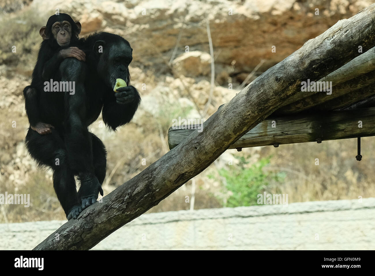 Chimpanzee baby mother back -Fotos und -Bildmaterial in hoher Auflösung ...