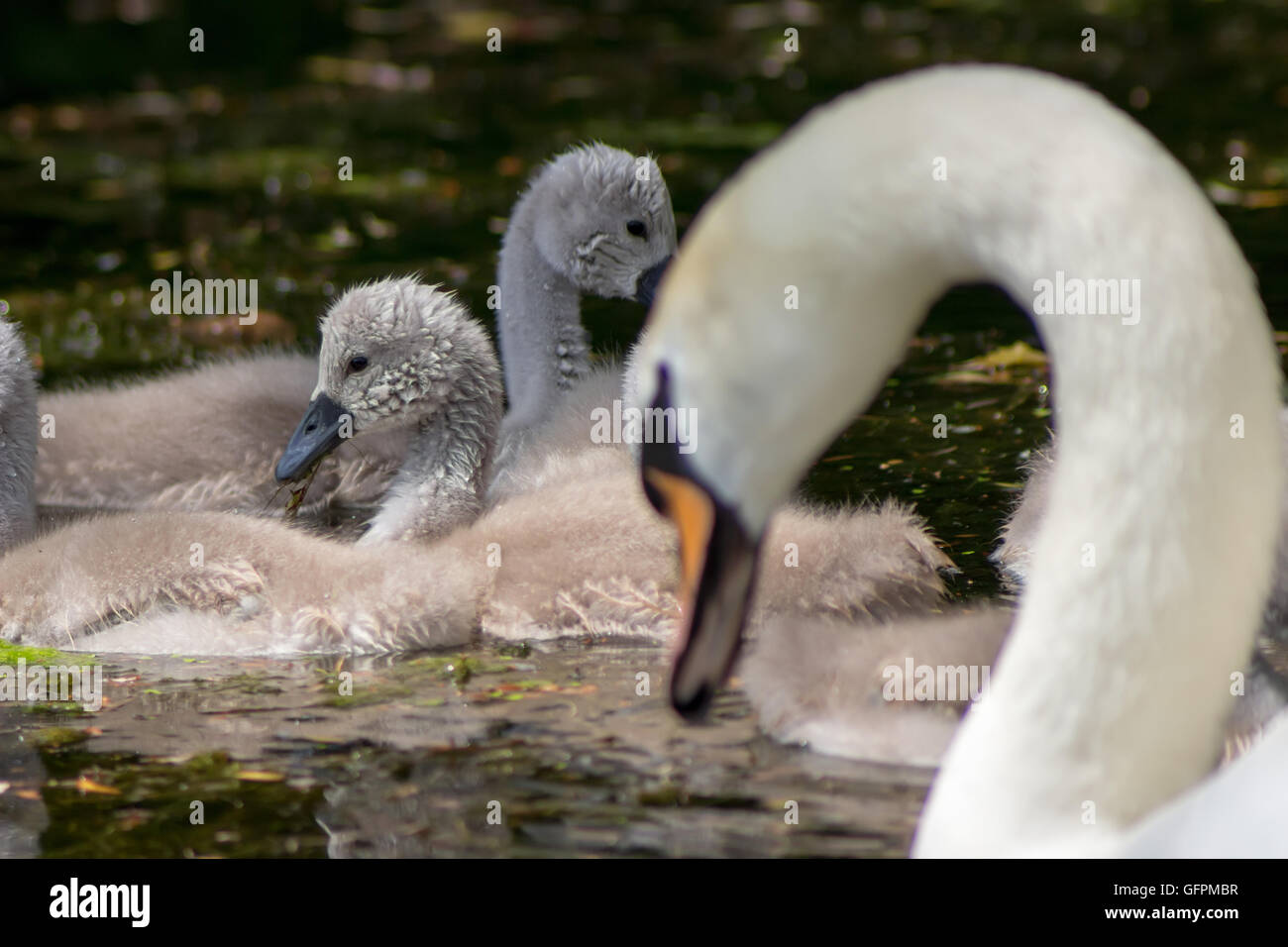 Hässliche entlein -Fotos und -Bildmaterial in hoher Auflösung – Alamy