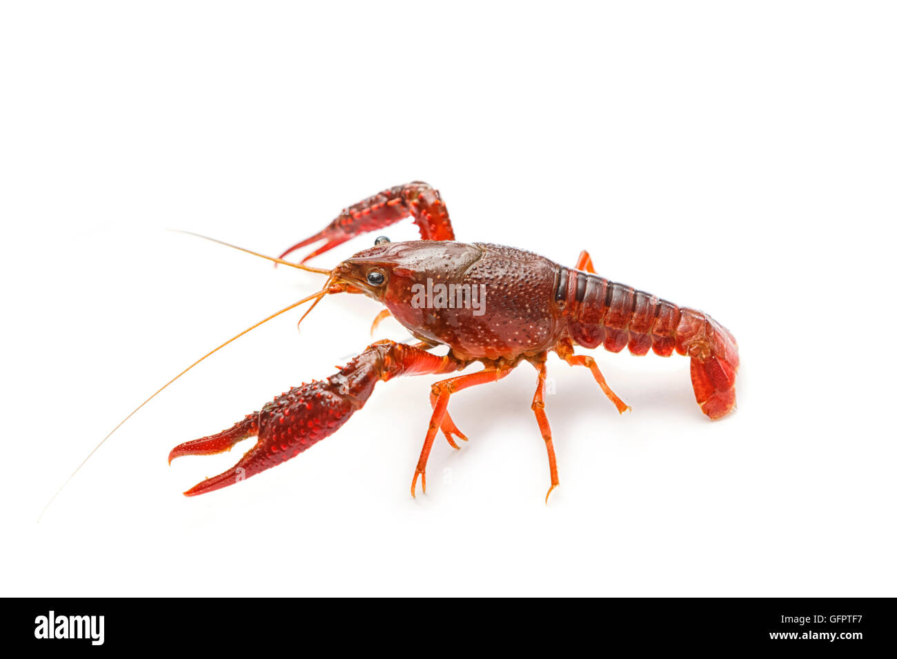 Rote krebse -Fotos und -Bildmaterial in hoher Auflösung – Alamy