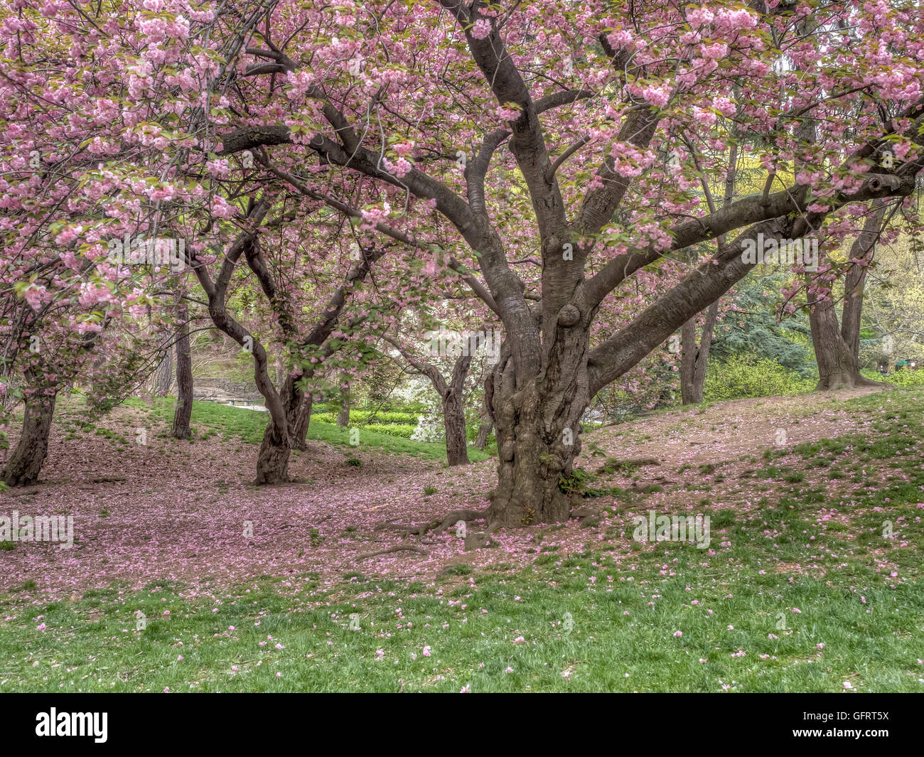 Prunus Serrulata oder japanische Kirsche; auch als Cherry Hill, ist ...