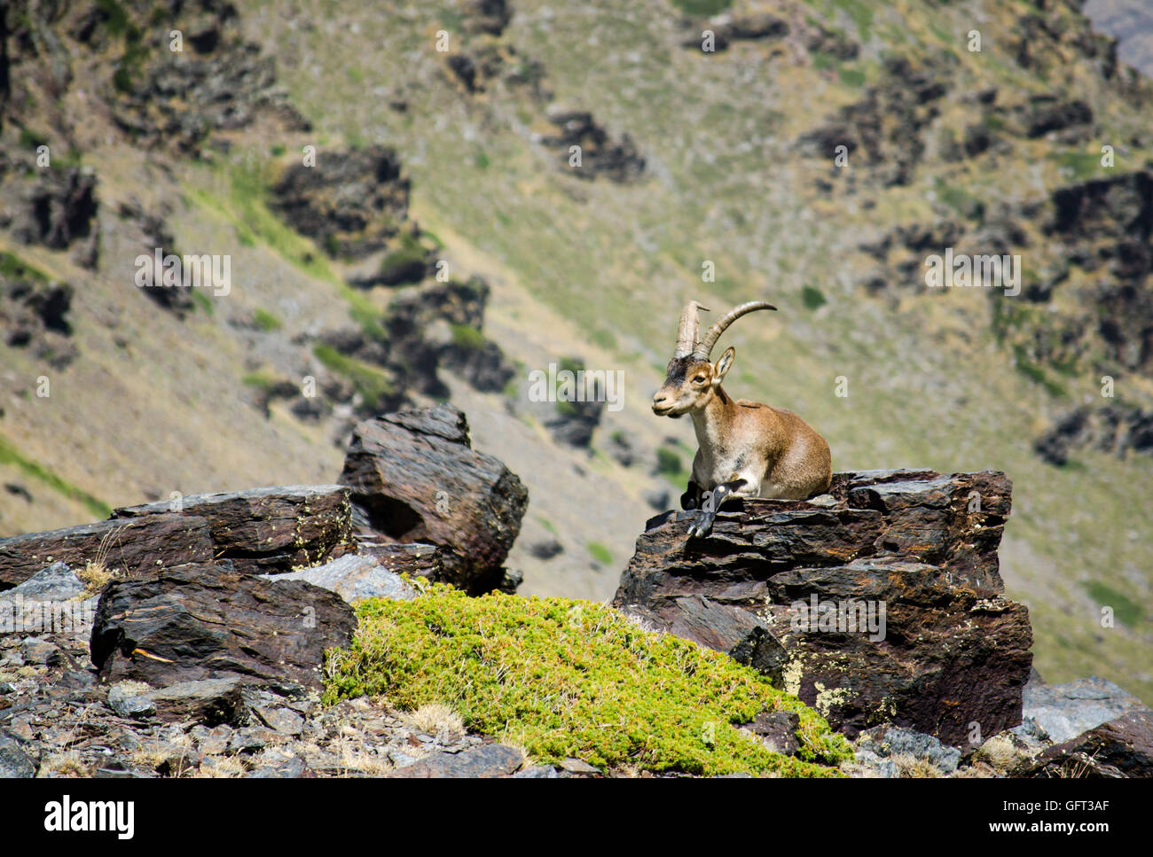 Spanischer Steinbock, spanische wilde Ziege oder iberischen wilde Ziege ...