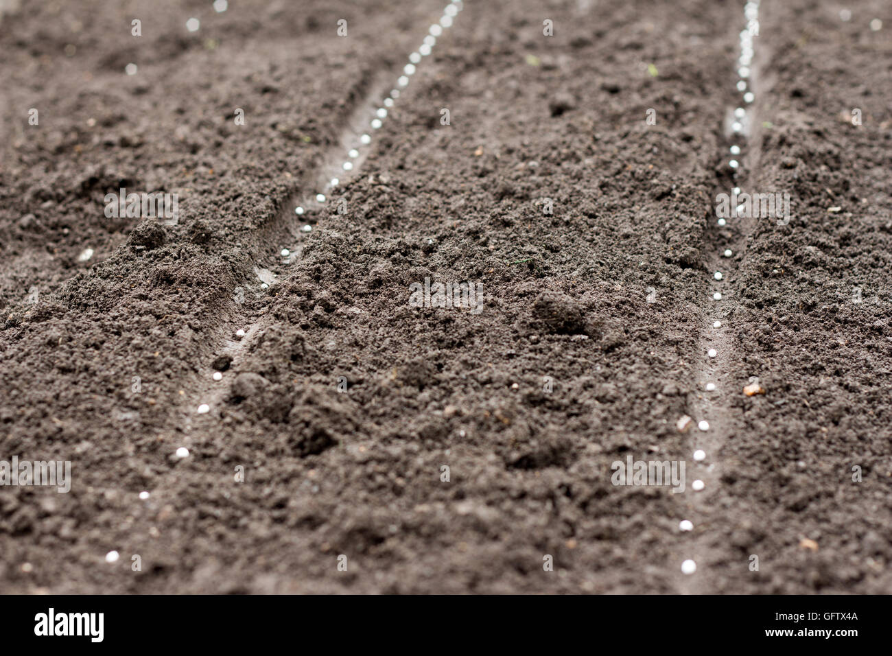 Sowing vegetable seed -Fotos und -Bildmaterial in hoher Auflösung – Alamy