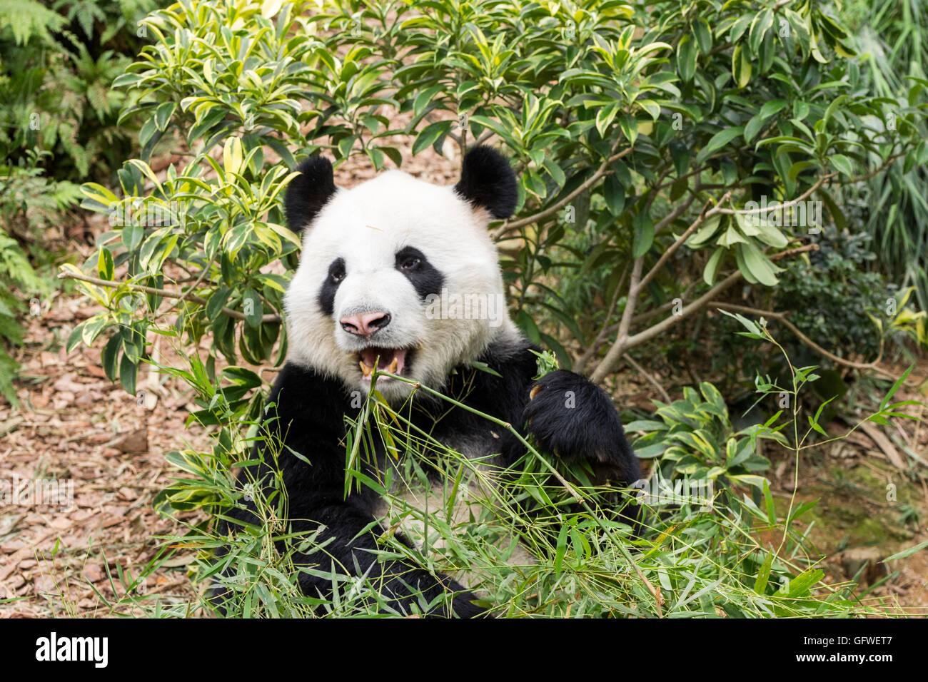Panda-Bär Essen Bambus Stockfotografie - Alamy