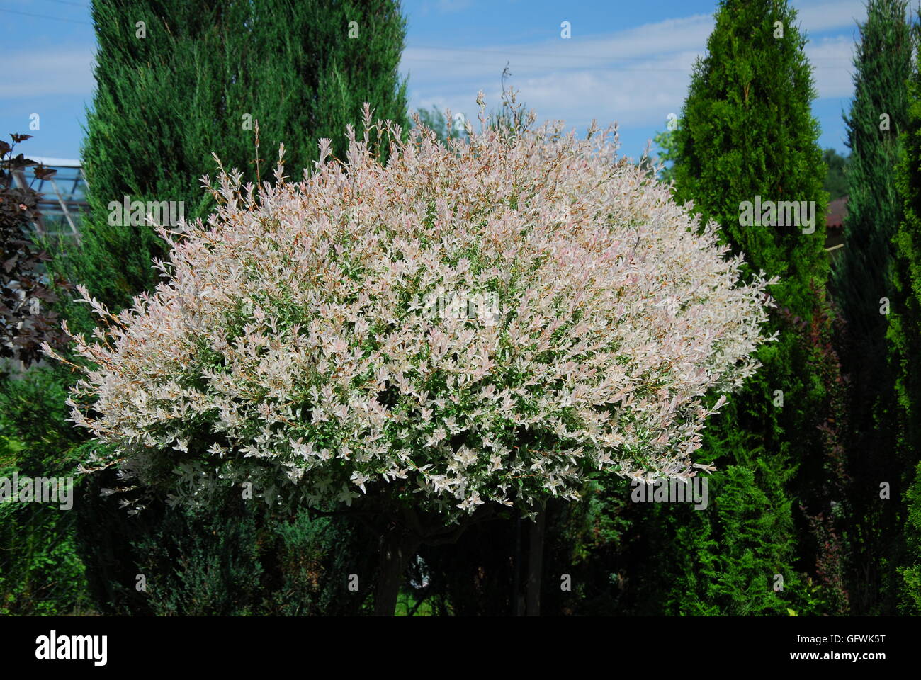 Salix integra hakuro nishiki -Fotos und -Bildmaterial in hoher ...