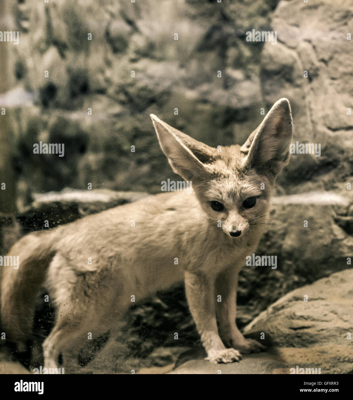 Fennek fuchs vulpes zerda -Fotos und -Bildmaterial in hoher Auflösung ...