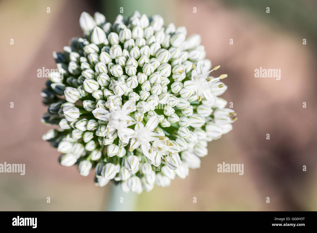Dolde von weißen blumen -Fotos und -Bildmaterial in hoher Auflösung – Alamy