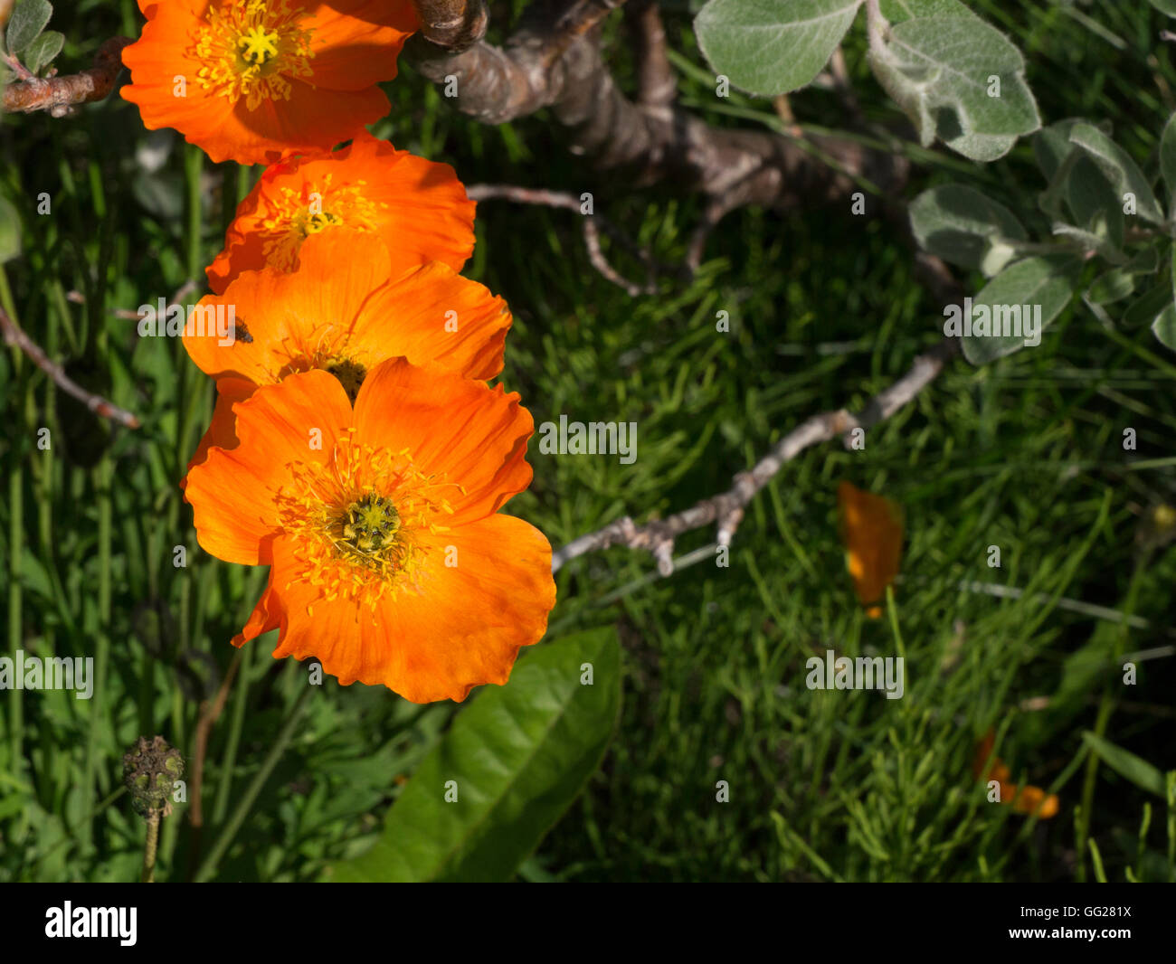 Orange Island-Mohn - Papaver Nudicaule Grönland bunte Wildblumen ...