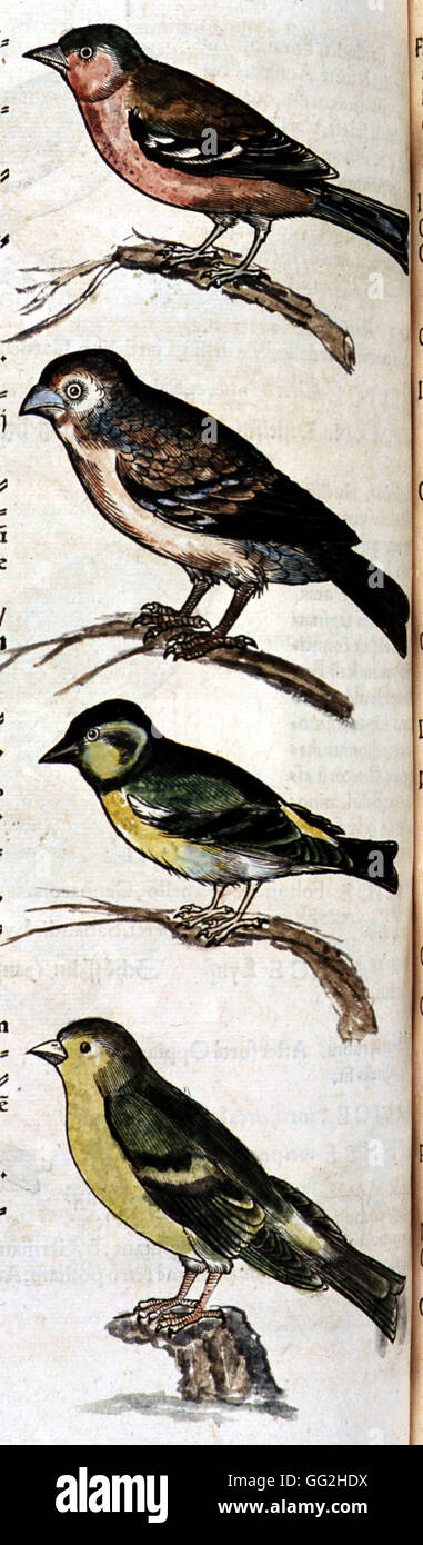 Mathurin-Jacques Brisson, "Originalzeichnungen der Ornithologie", oder ...