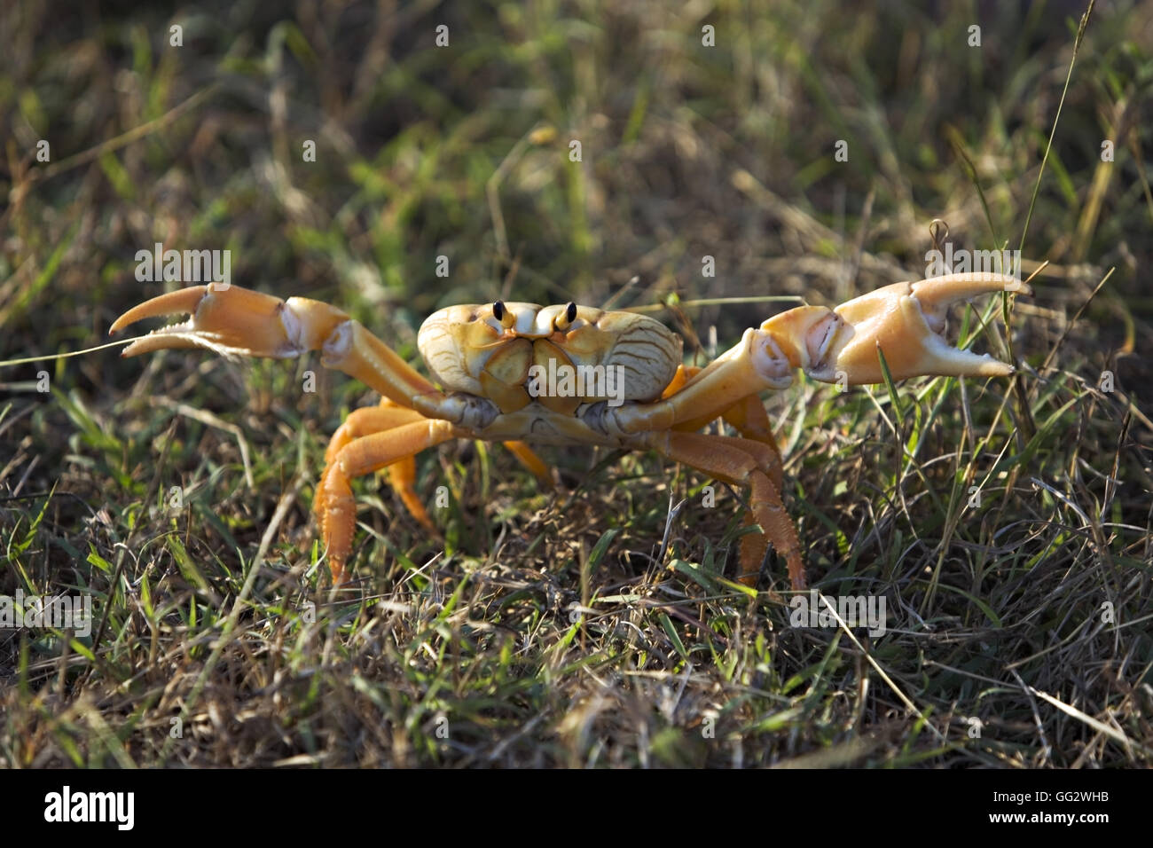 Terrestrial Land Crab Stockfotos und -bilder Kaufen - Alamy