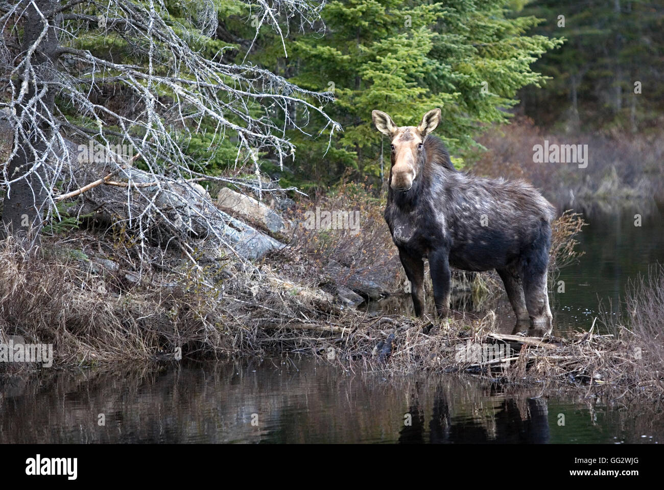 Wilde elchbilder Stockfotos und -bilder Kaufen - Alamy