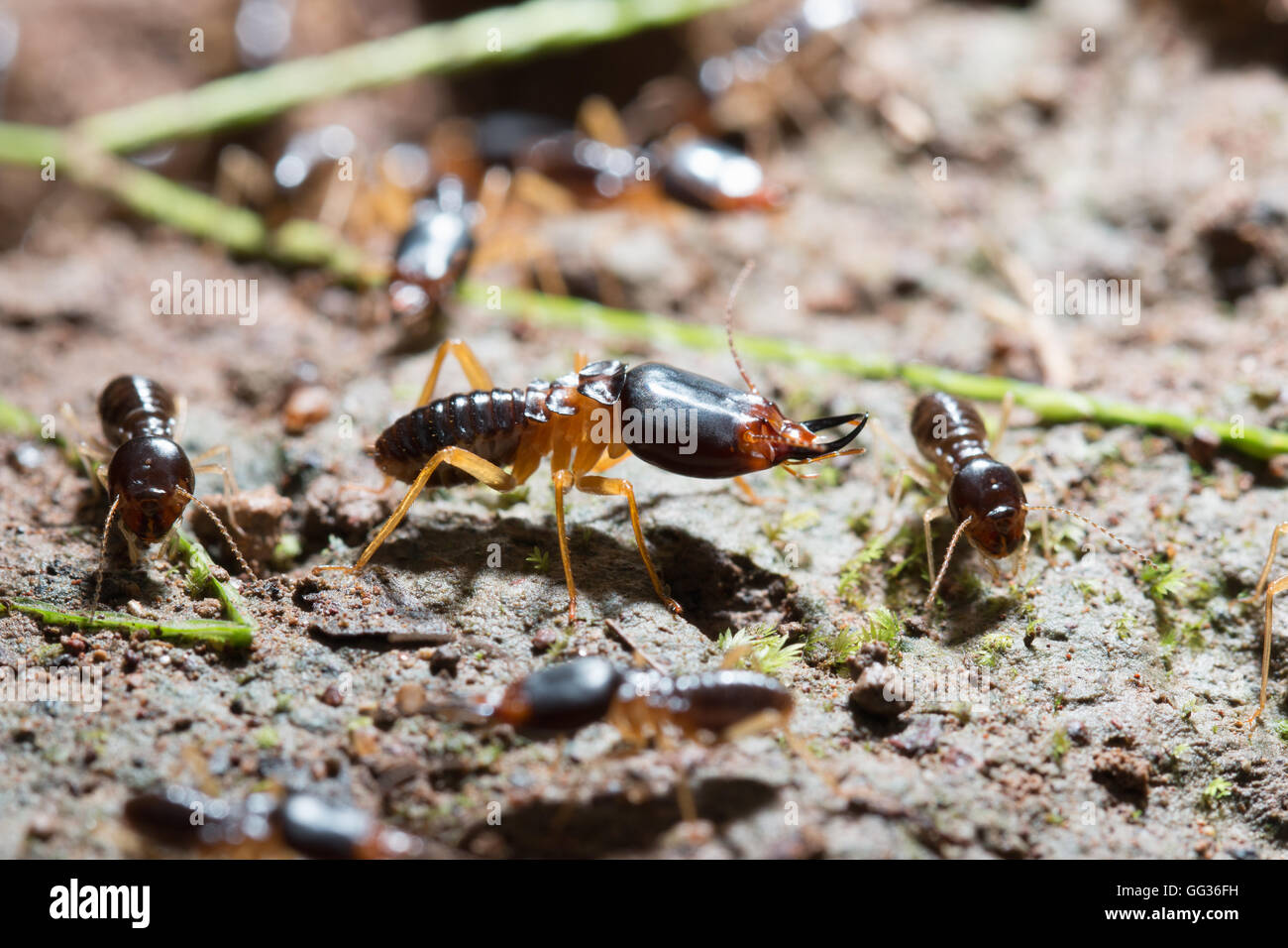 Unterirdische termiten Stockfotos und -bilder Kaufen - Alamy