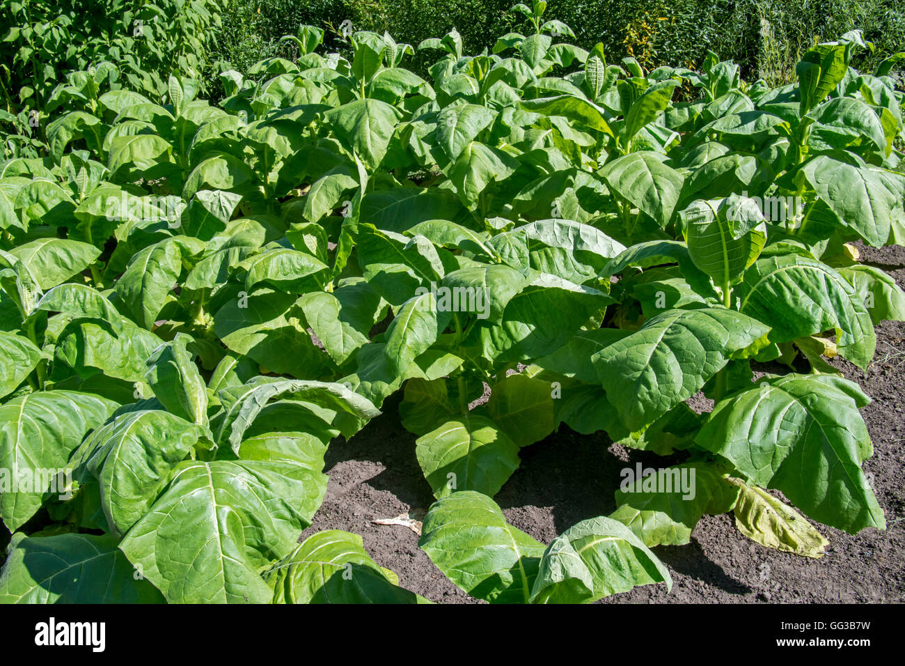 Aztekische Tabak / wilde Tabak (Nicotiana Rustica) Pflanzen im Feld ...