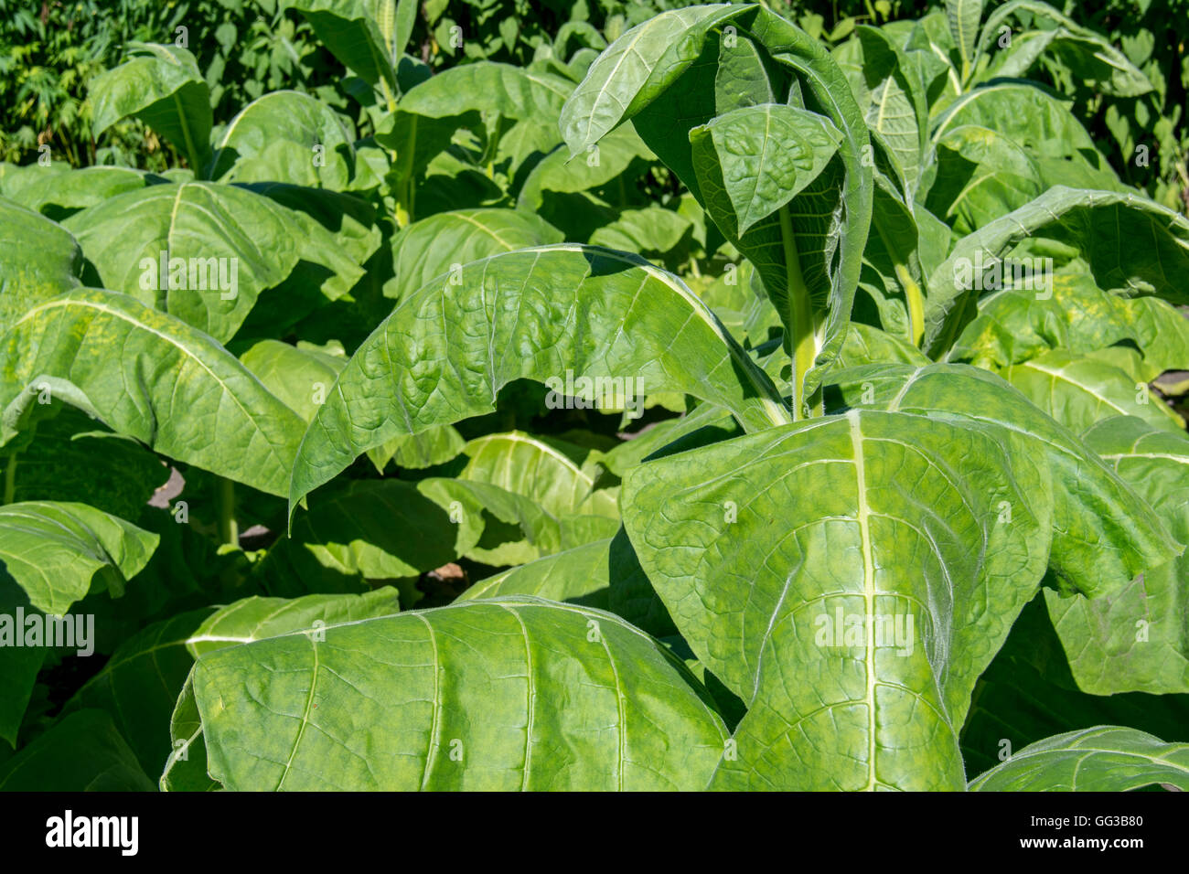 Aztekische Tabak / wilde Tabak (Nicotiana Rustica) Pflanzen im Feld ...