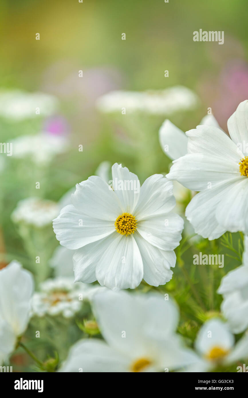 Kosmos blumenzentrum -Fotos und -Bildmaterial in hoher Auflösung – Alamy