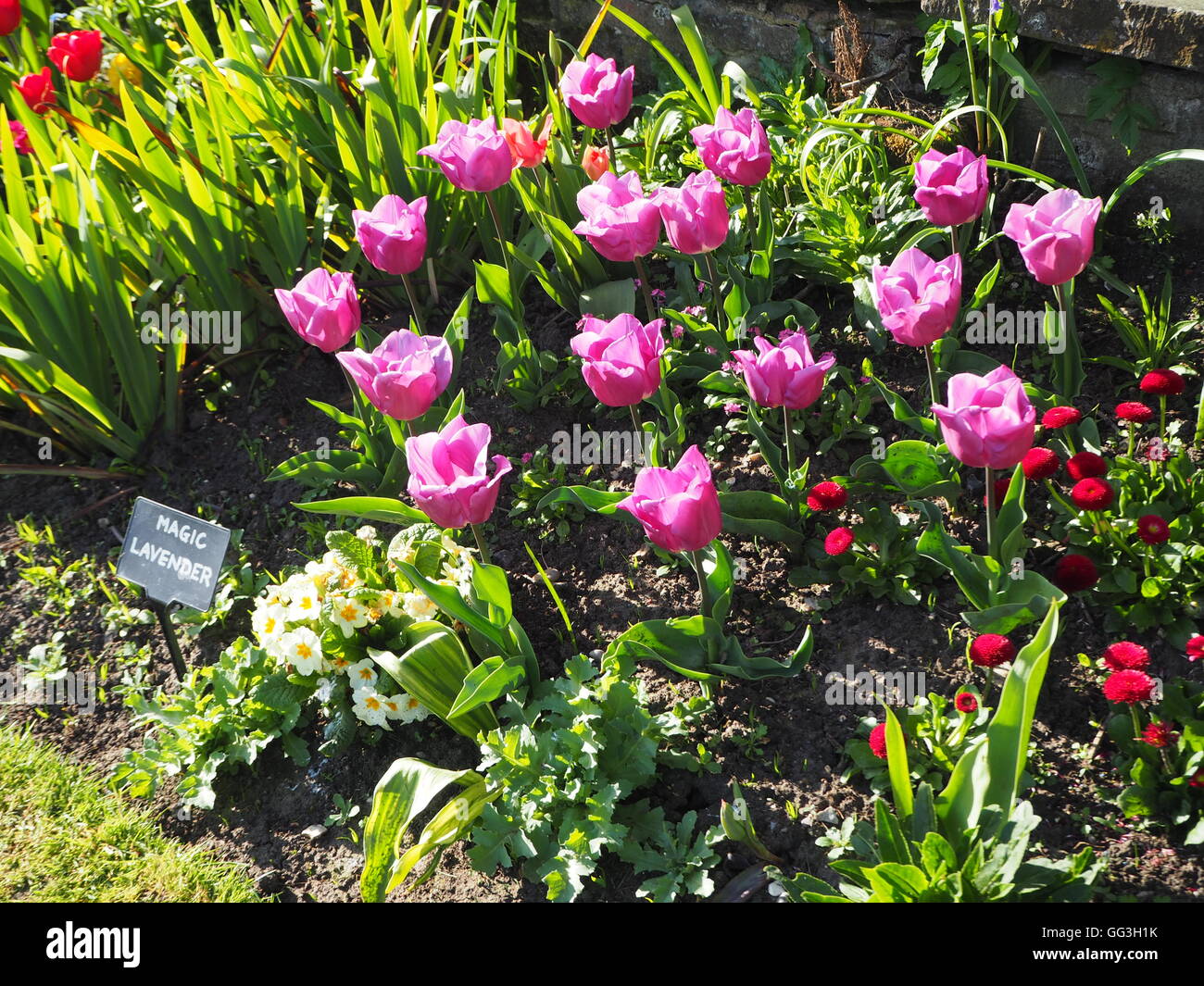 Gelbe primeln -Fotos und -Bildmaterial in hoher Auflösung – Alamy