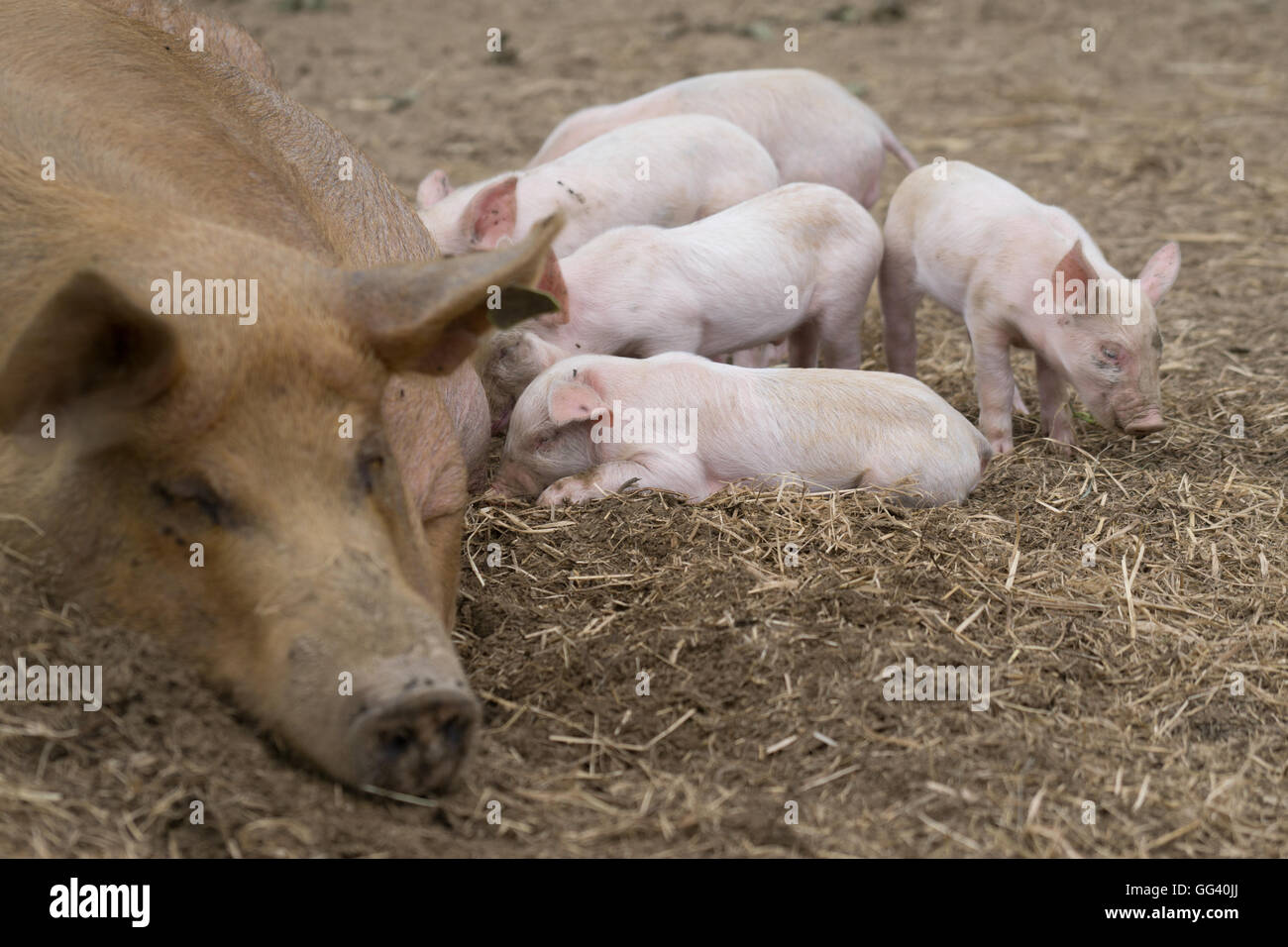 Ferkel mit mutterschwein -Fotos und -Bildmaterial in hoher Auflösung ...