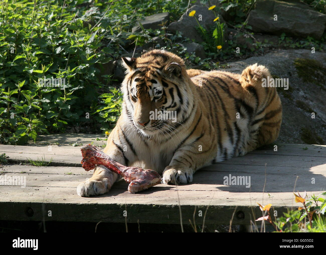 Tiger eating -Fotos und -Bildmaterial in hoher Auflösung – Alamy