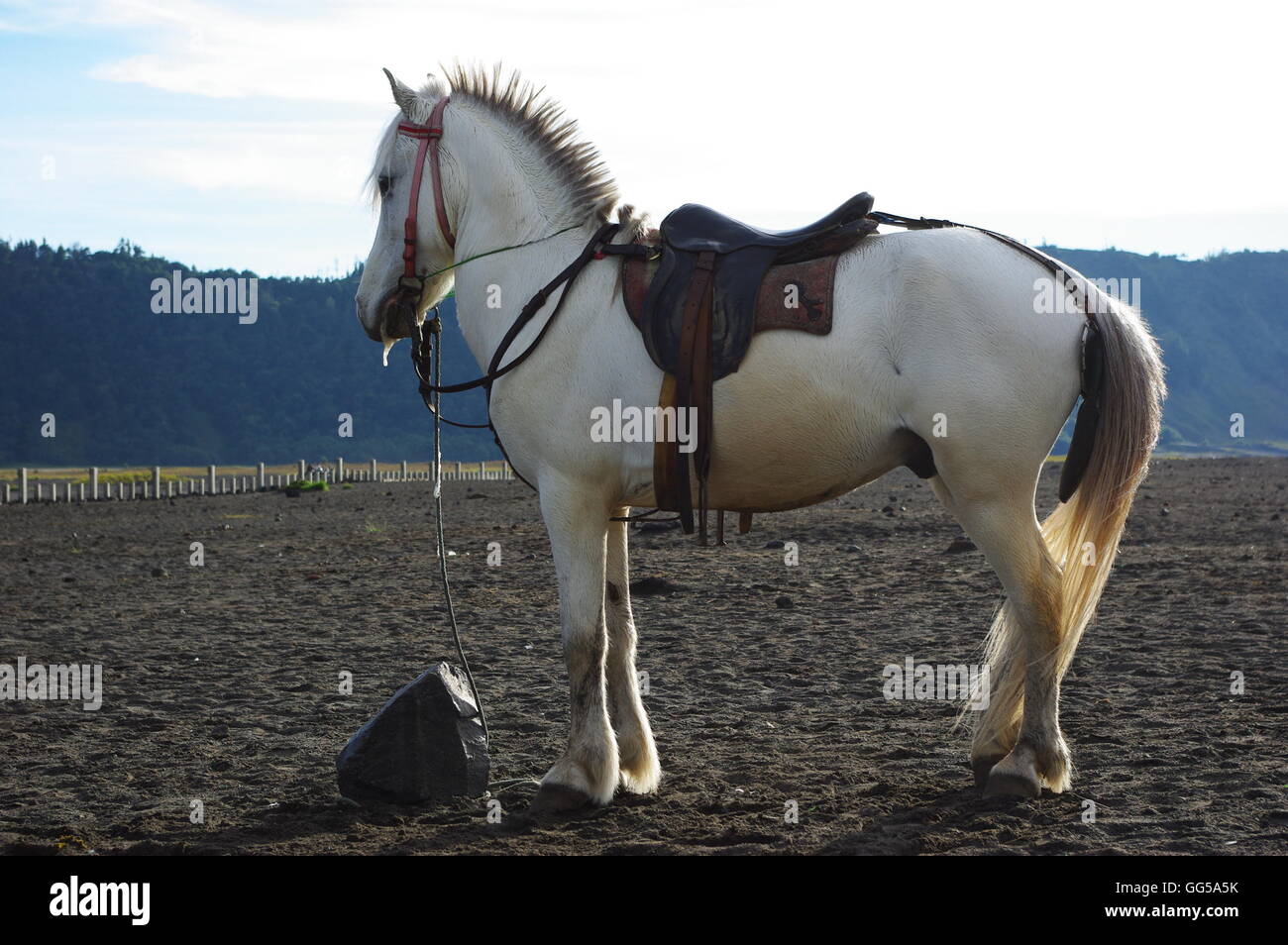 Sport pferderennen action laufen -Fotos und -Bildmaterial in hoher ...