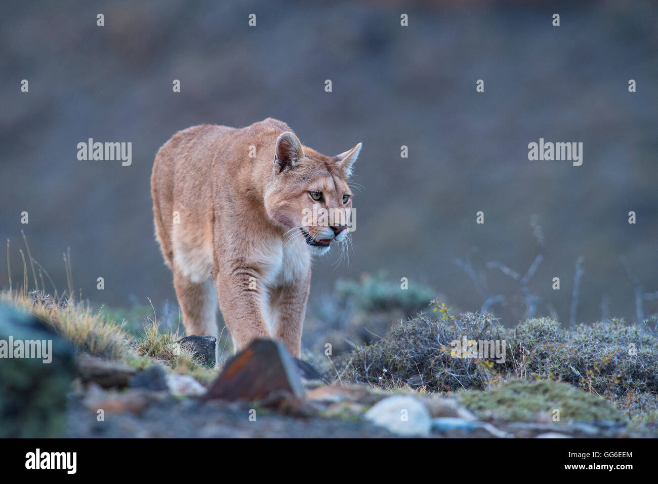 Wilder Puma Stockfotos und -bilder Kaufen - Alamy