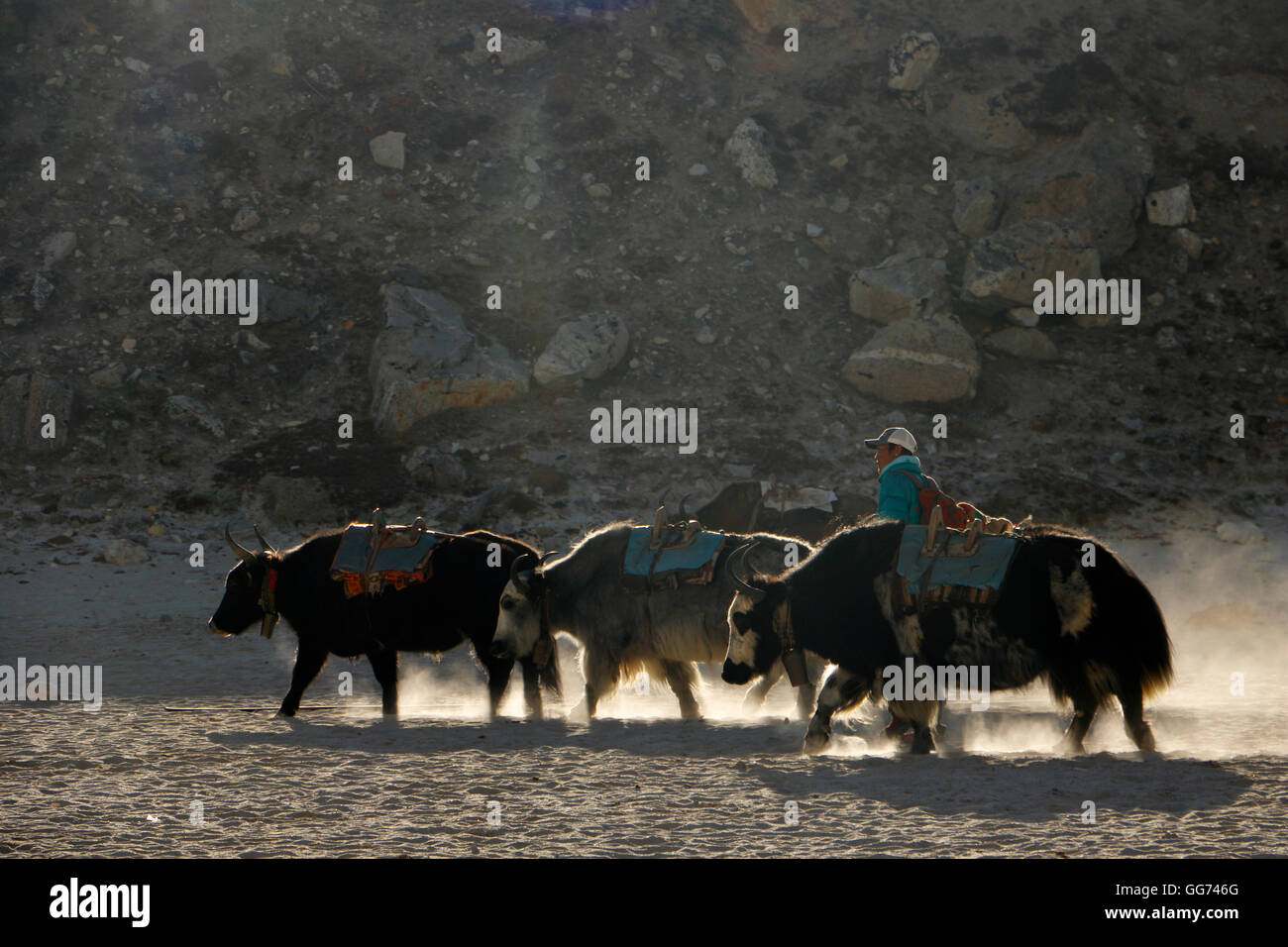 Mit yaks -Fotos und -Bildmaterial in hoher Auflösung – Alamy