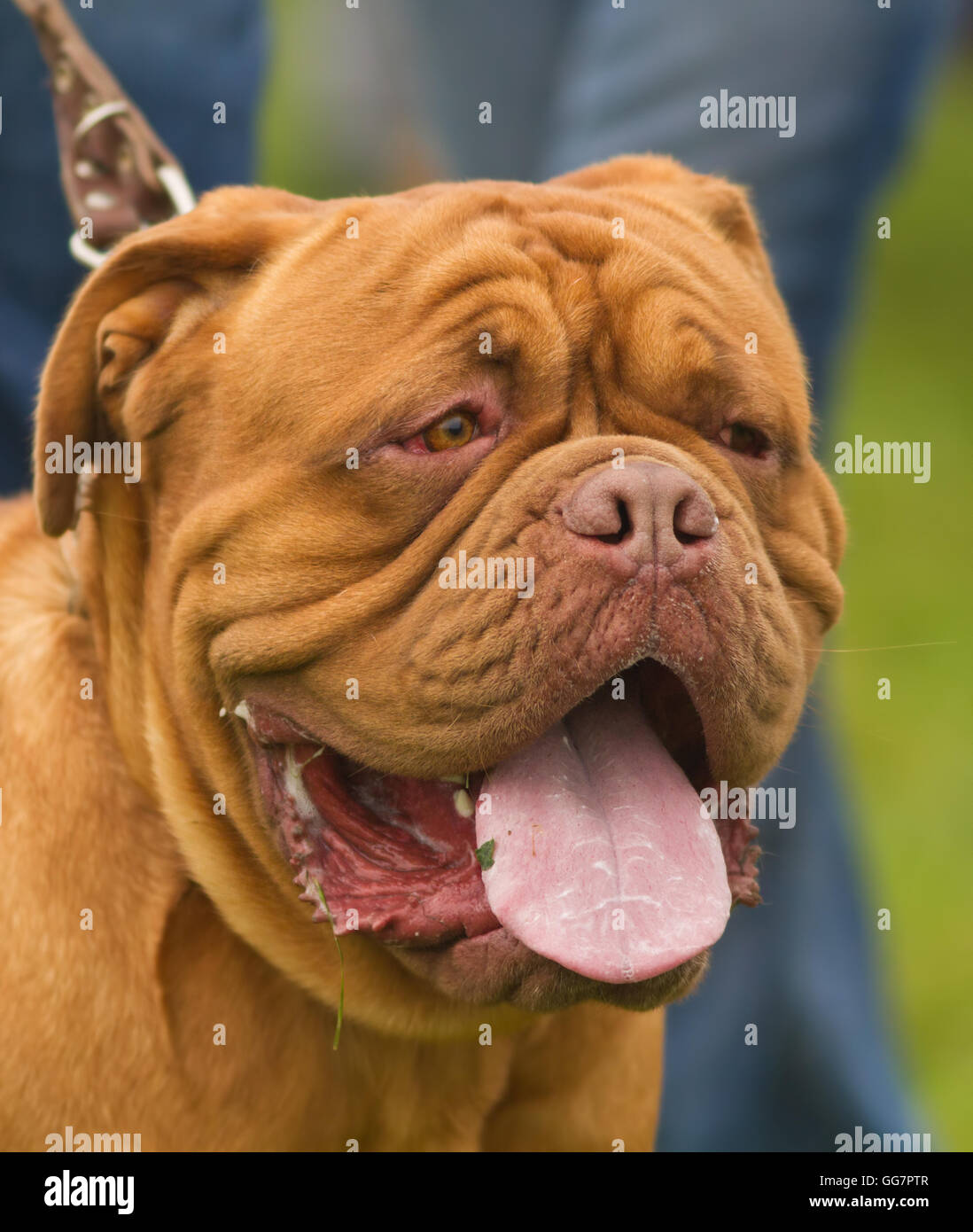 The dogue de bordeaux -Fotos und -Bildmaterial in hoher Auflösung – Alamy