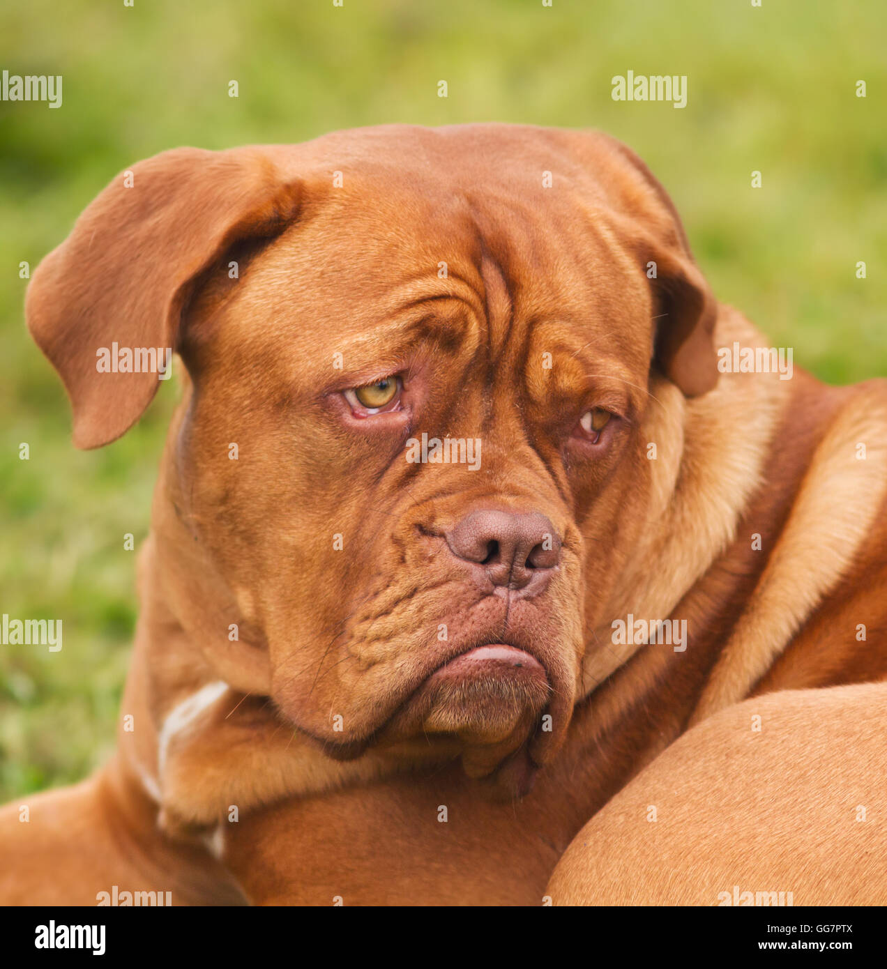 The dogue de bordeaux -Fotos und -Bildmaterial in hoher Auflösung – Alamy