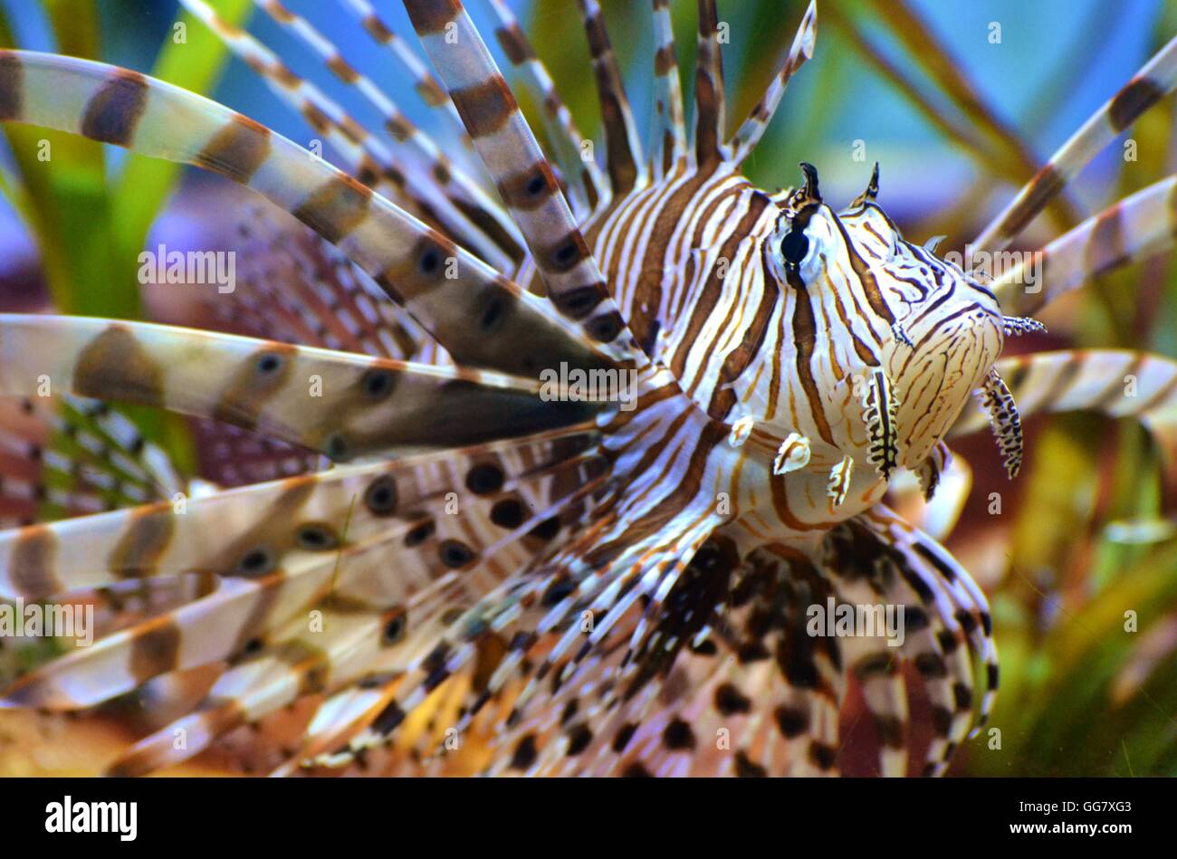 Feuerfische, eine invasive Art auch die Drachenköpfe oder Pterois ...