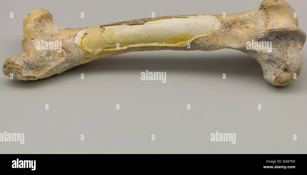 Fossilized bone -Fotos und -Bildmaterial in hoher Auflösung – Alamy