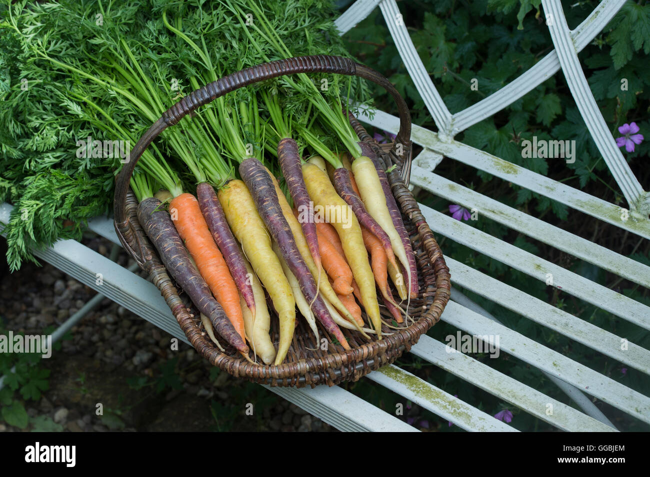 Daucus Carota. Bunte Karotten in einem Weidenkorb Stockfotografie - Alamy