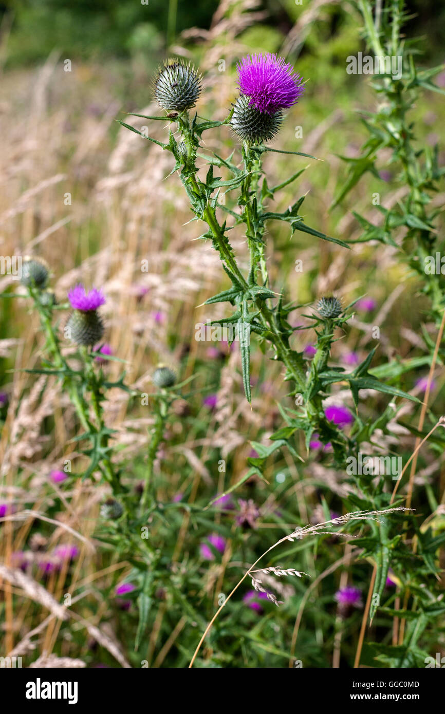 Lila disteln -Fotos und -Bildmaterial in hoher Auflösung – Alamy