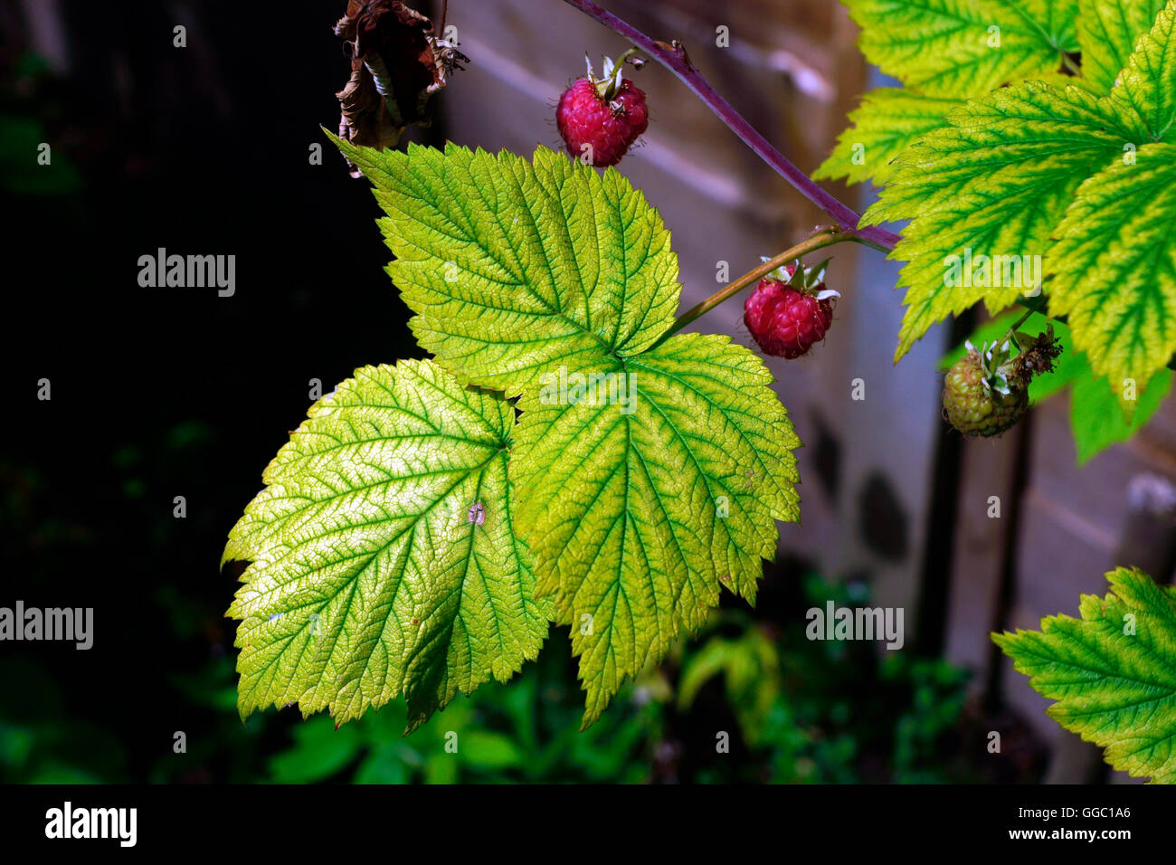 Untergattung rubus -Fotos und -Bildmaterial in hoher Auflösung – Alamy