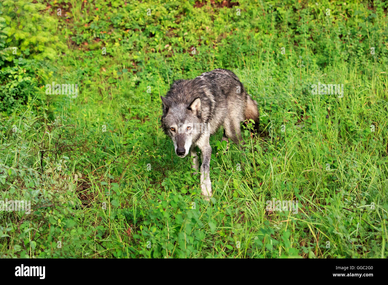 Western wolf -Fotos und -Bildmaterial in hoher Auflösung – Alamy
