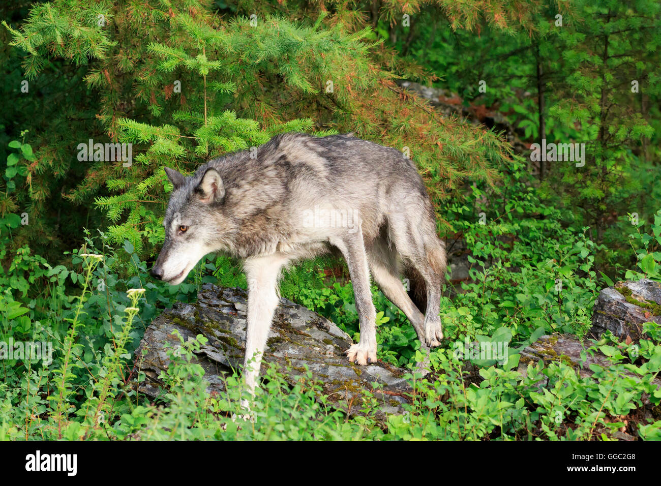 Western wolf -Fotos und -Bildmaterial in hoher Auflösung – Alamy