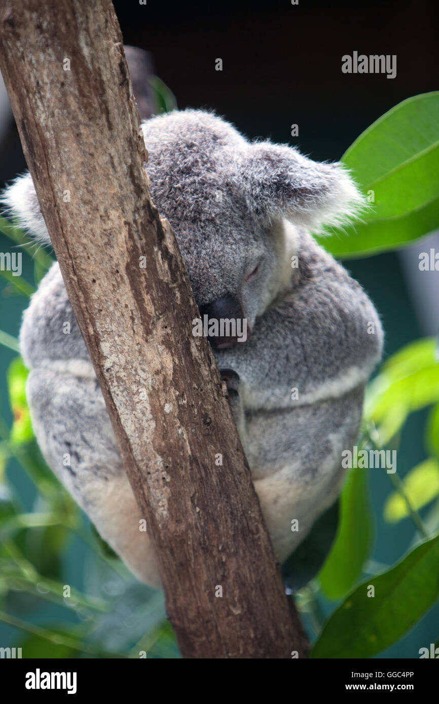 Nasser koala -Fotos und -Bildmaterial in hoher Auflösung – Alamy
