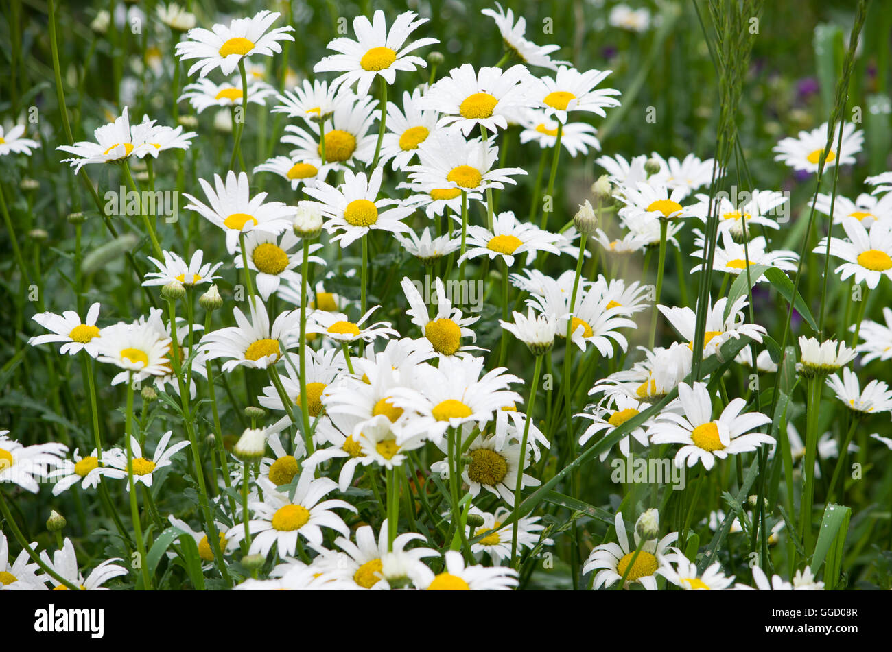 Blumen Gänseblümchen weiß Feld unter einem Rasen, Sommer, weiß, ein ...