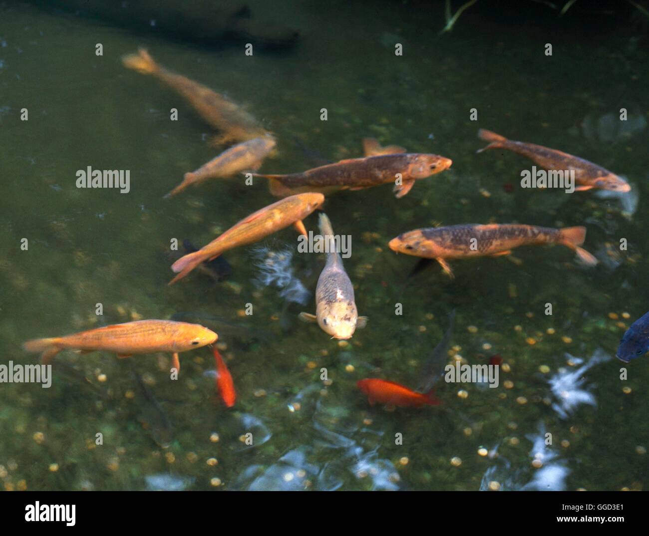 Karpfen bei -Fotos und -Bildmaterial in hoher Auflösung – Alamy
