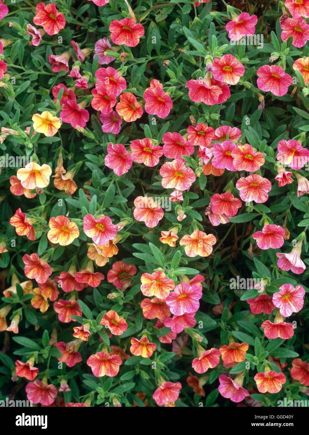 Petunia calibrachoa million bells -Fotos und -Bildmaterial in hoher ...