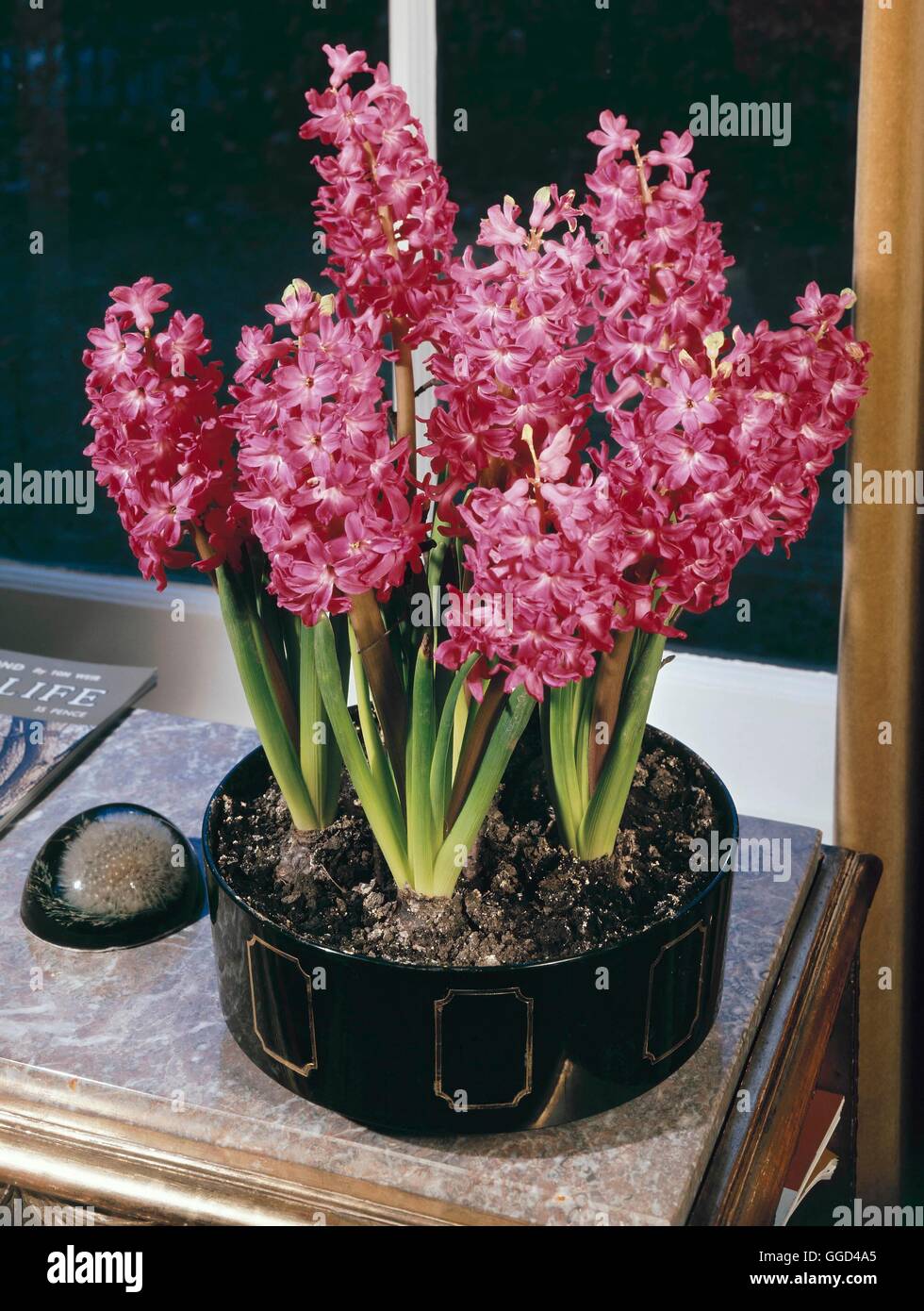 Hyacinthus jan bos -Fotos und -Bildmaterial in hoher Auflösung – Alamy