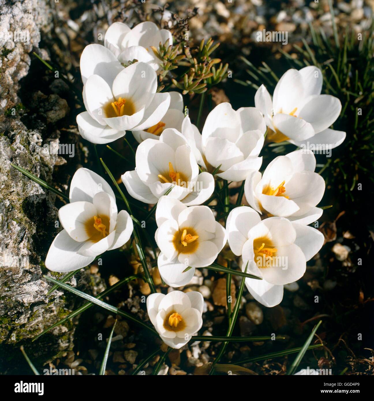 Crocus chrysanthus ard schenk -Fotos und -Bildmaterial in hoher ...
