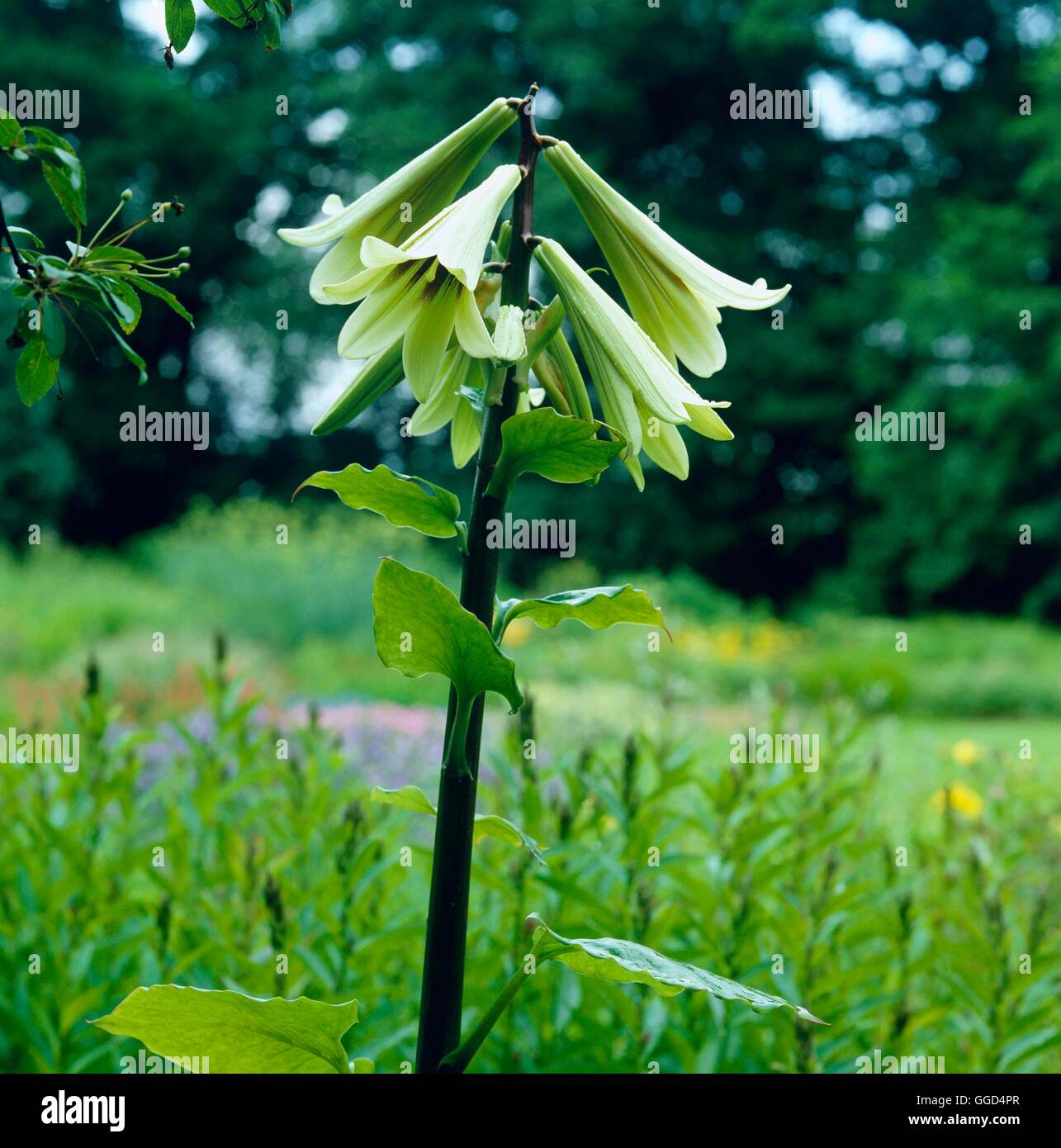 Cardiocrinum giganteum -Fotos und -Bildmaterial in hoher Auflösung – Alamy