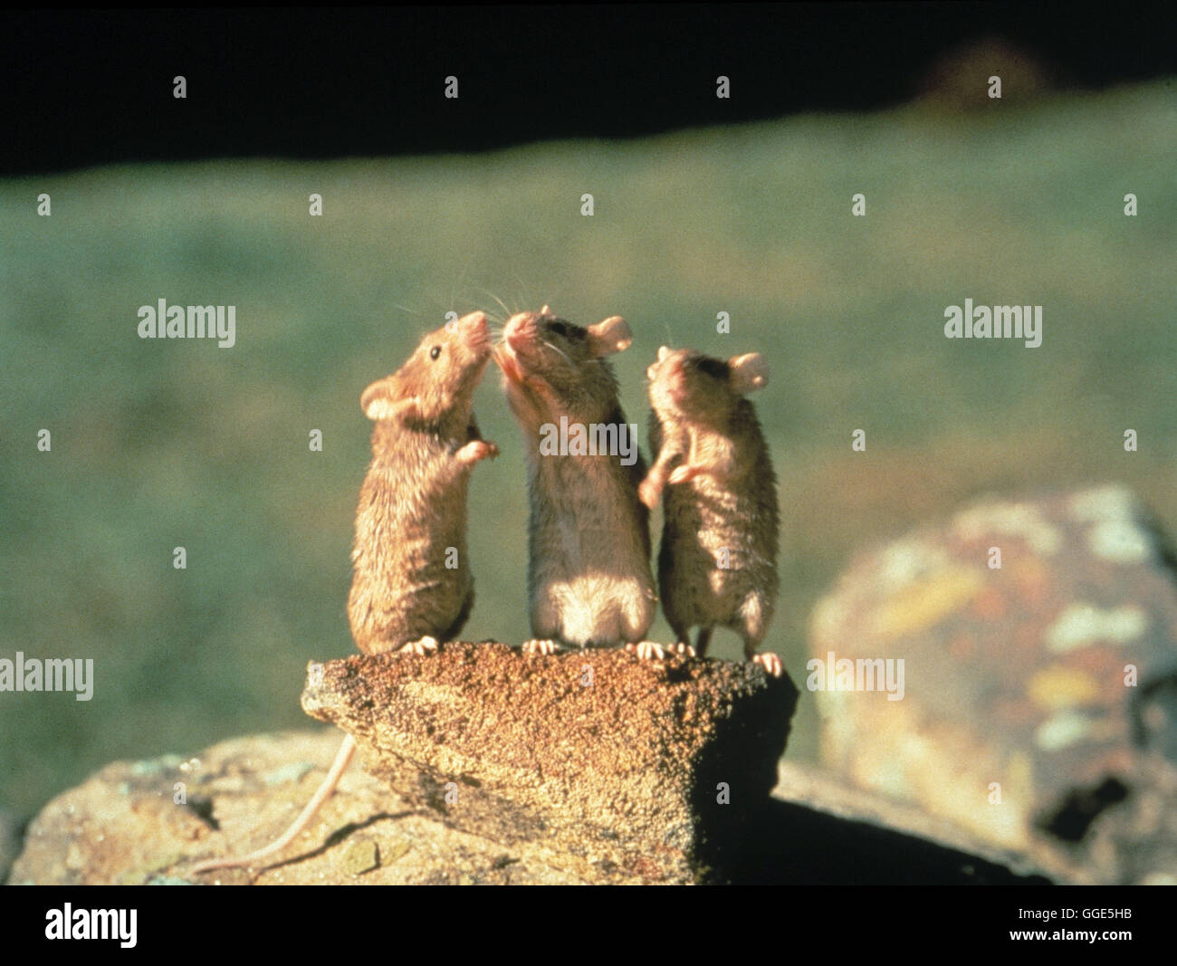 EIN SCHWEINCHEN NAMENS BABE / Baby, The Gallant Schwein AUS/USA 1995 ...